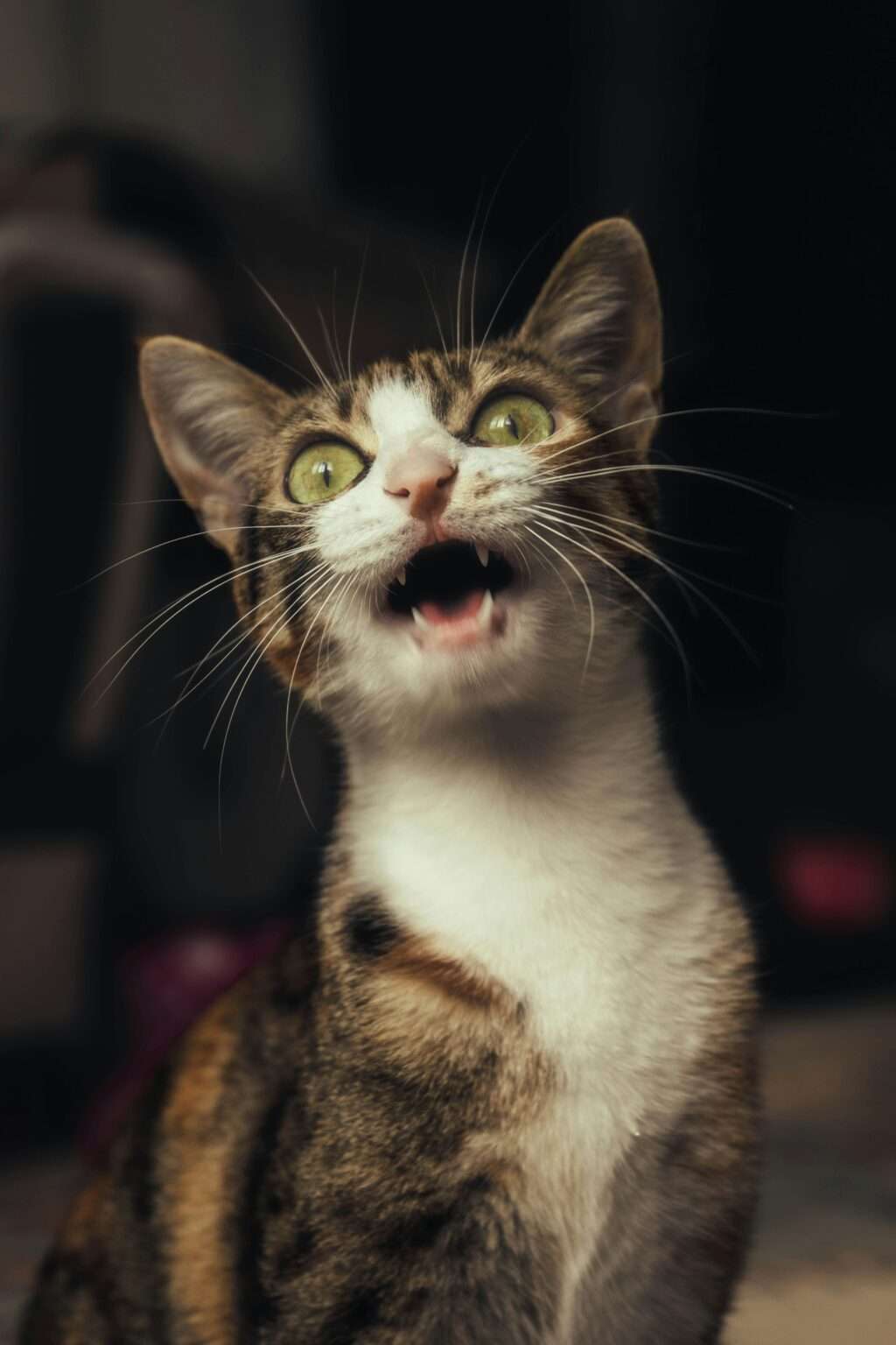 Can Cats Smile to Humans? Understanding Feline Emotions? - Medihertz ...